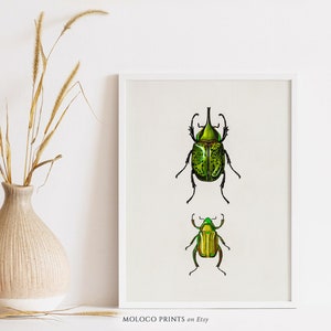 Scarab Beetle, Vintage Bug Insect Poster, Animal Decor, Printable Wall ...