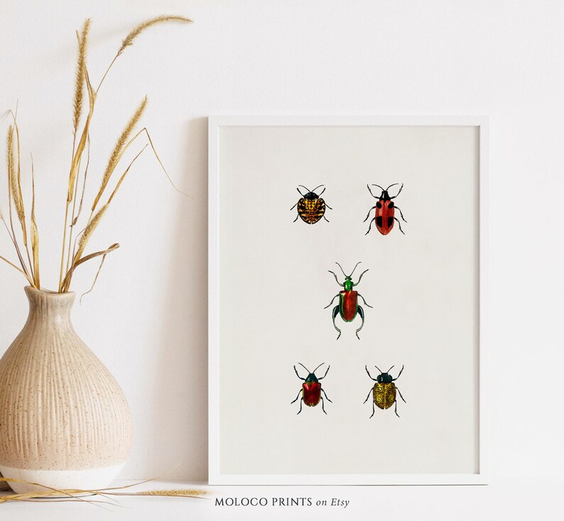 Antique Beetles Vintage Bug Insect Poster Animal Decor - Etsy