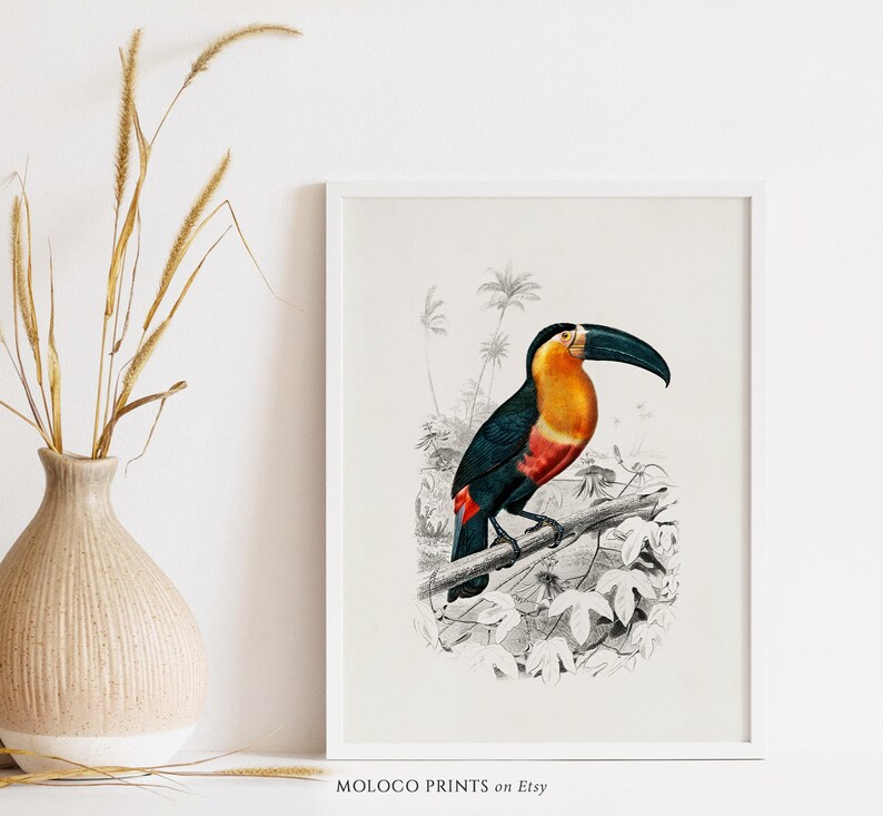 Toucan Bird Print Vintage Poster Nursery Animal Decor Safari | Etsy