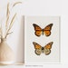 Monarch Butterfly Vintage Bug Insect Poster Animal Decor - Etsy