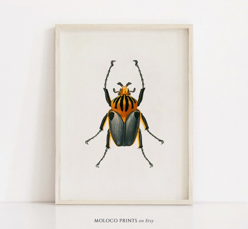 Goliath Beetle Vintage Bug Insect Poster Animal Decor Gift - Etsy