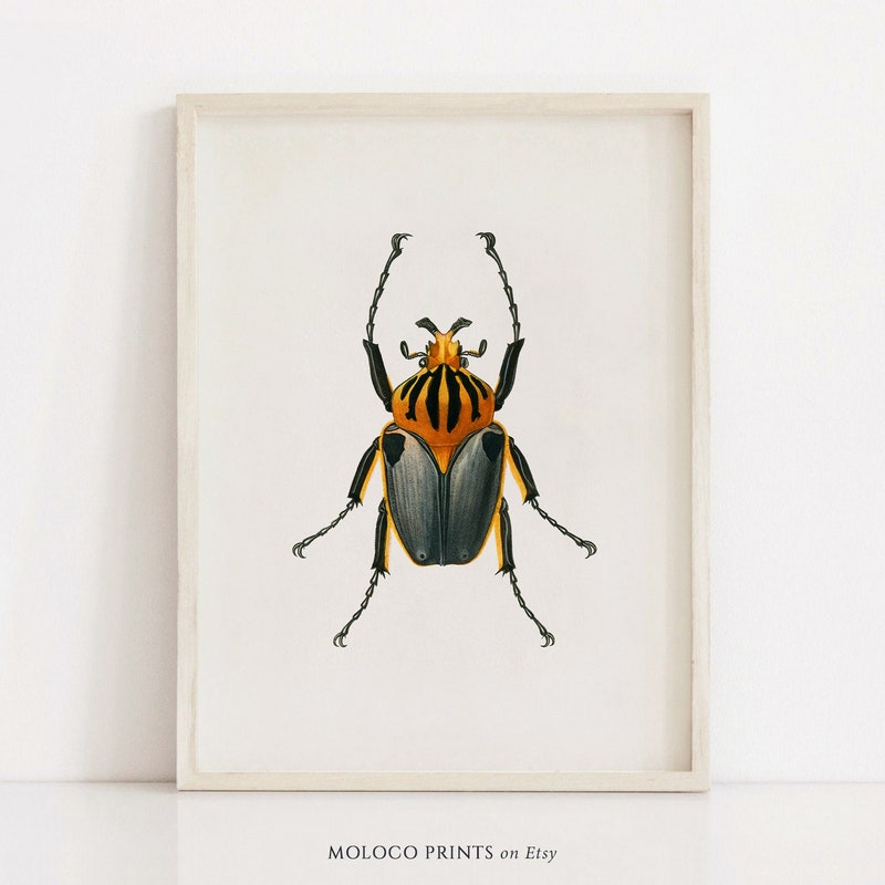 Insect Poster - Etsy