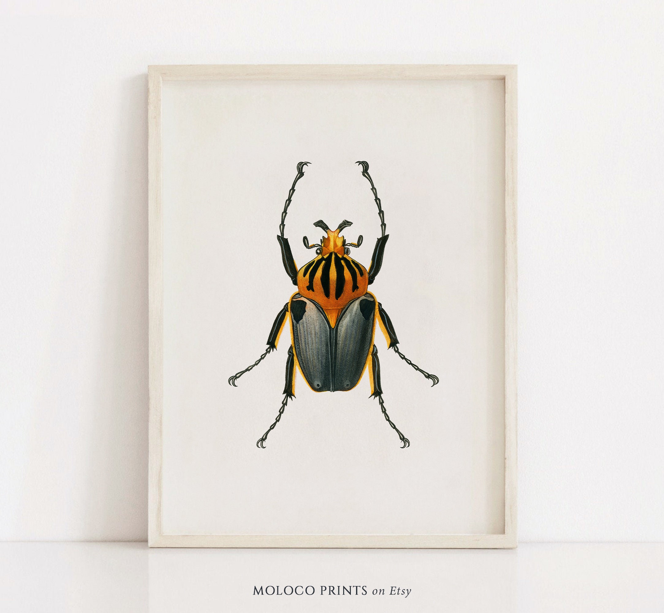 Goliath Beetle Vintage Bug Insect Poster Animal Decor Gift | Etsy