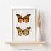 Monarch Butterfly Vintage Bug Insect Poster Animal Decor - Etsy