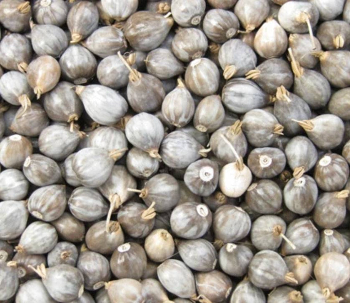 Job's Tears Seeds Beads BOX Natural Jobs Tears Seeds Beads - Etsy