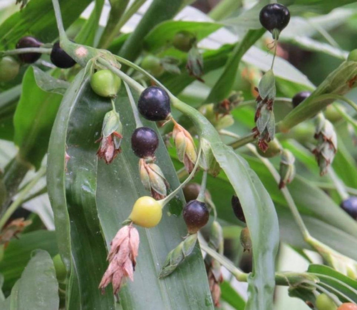 Job's Tears Seeds Beads BOX Natural Jobs Tears Seeds Beads - Etsy