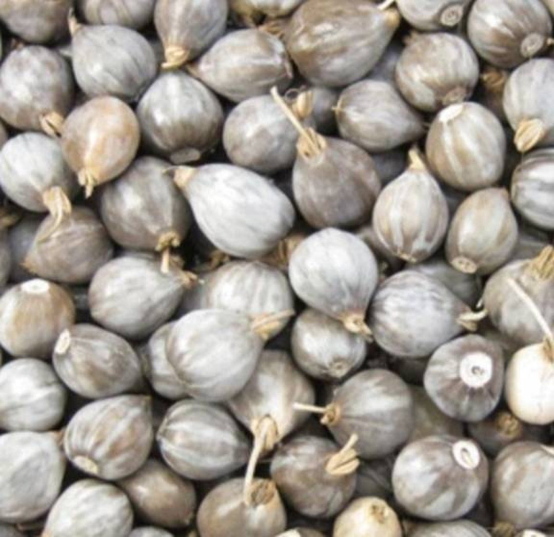 Natural Jobs Tears Seeds Beads 300 Pcs, Drilled, Natural Seeds, Natural ...
