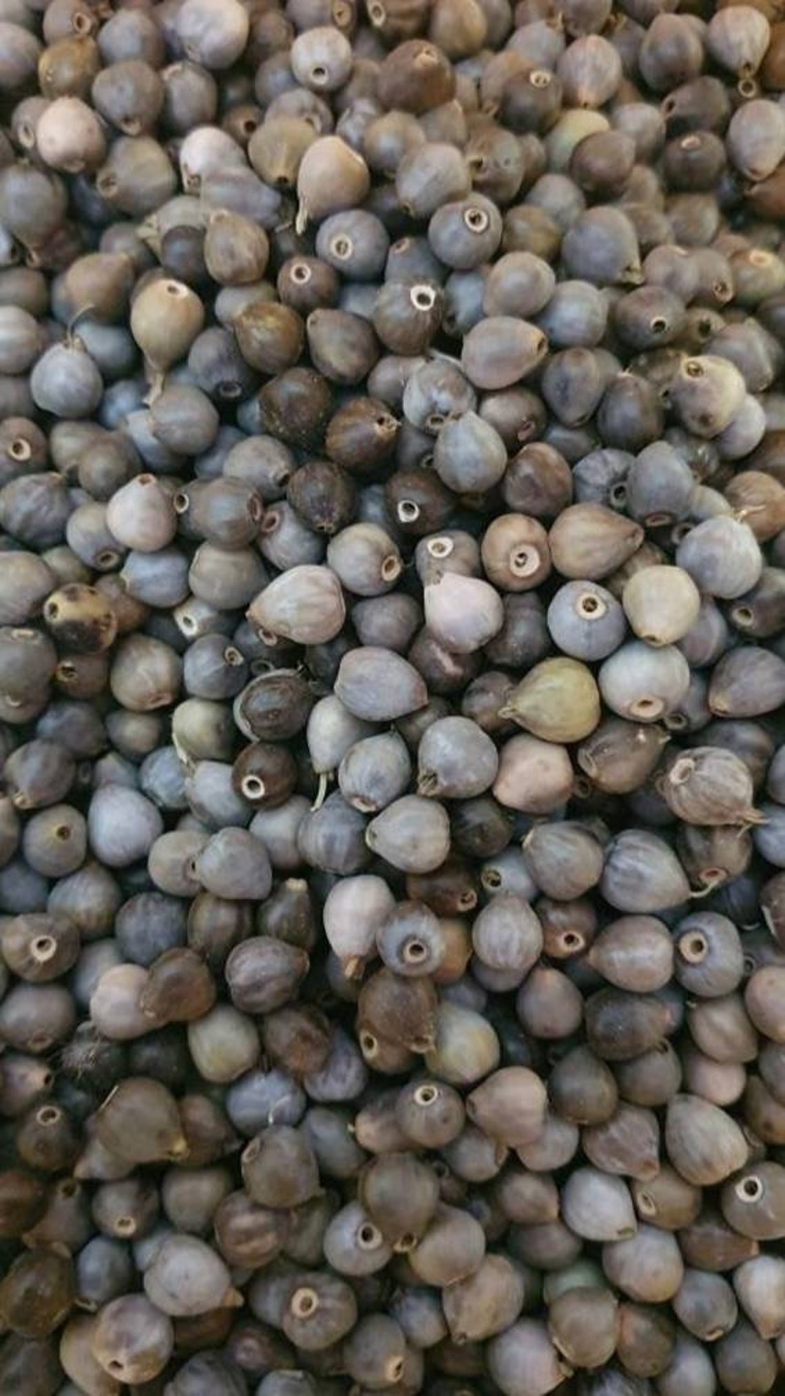 Job's Tears Seeds Beads BOX Natural Jobs Tears Seeds Beads - Etsy