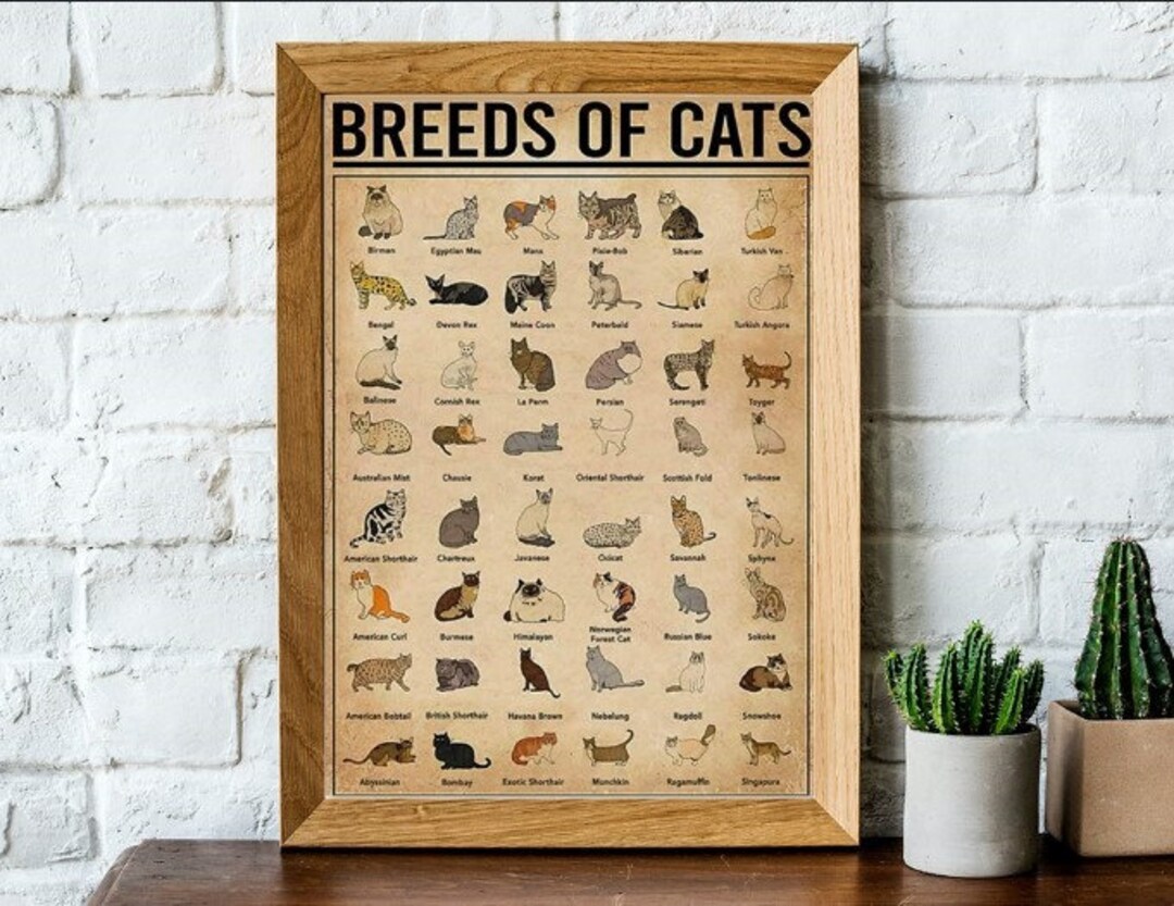 Breeds of Cats Knowledge, Breeds of Cats Poster, Wall Art Home Decor ...