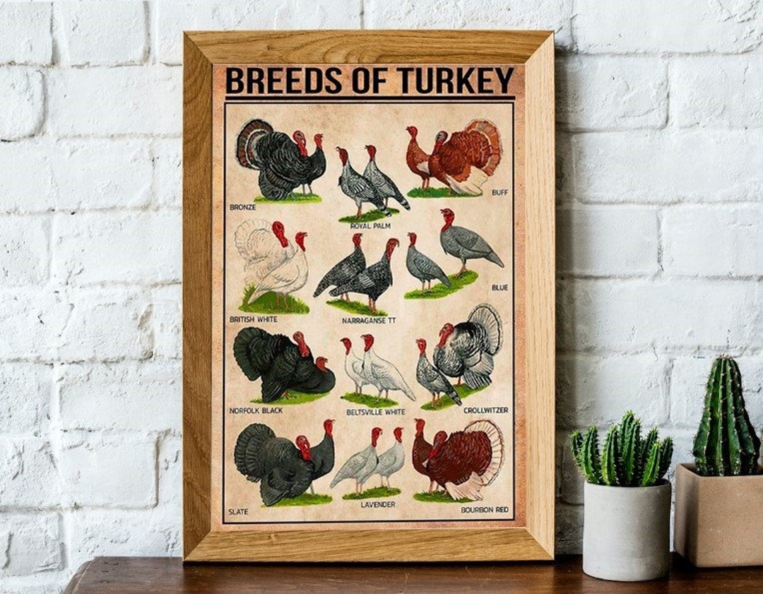 Breeds of Turkey Knowledge Poster, Wall Art Home Decor Poster, Gift on ...