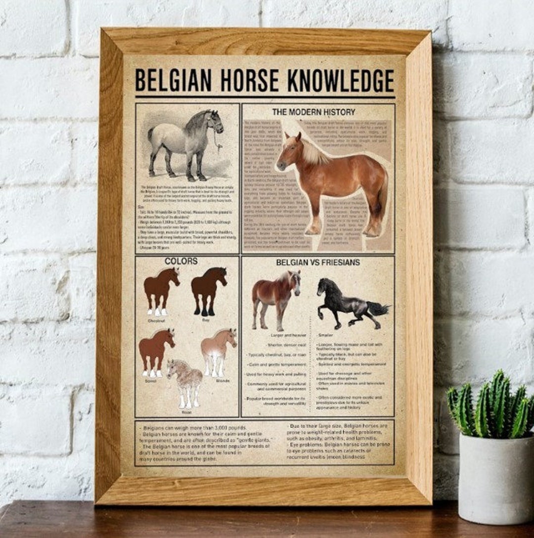 Belgian Draft Horse , Colors, Belgian Vs Friesians Knowledge Poster ...