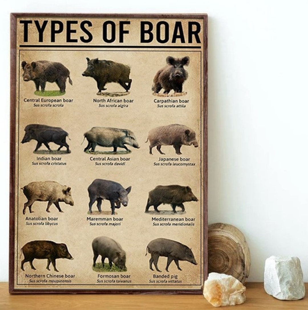 Types Of Hogs
