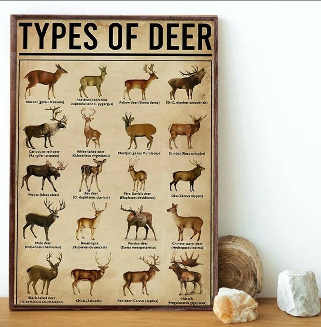 Types of Deer Poster Deer Knowledge Poster Wall Art Decor - Etsy Types of Deer Poster Deer Knowledge Poster Wall Art Decor - Etsy