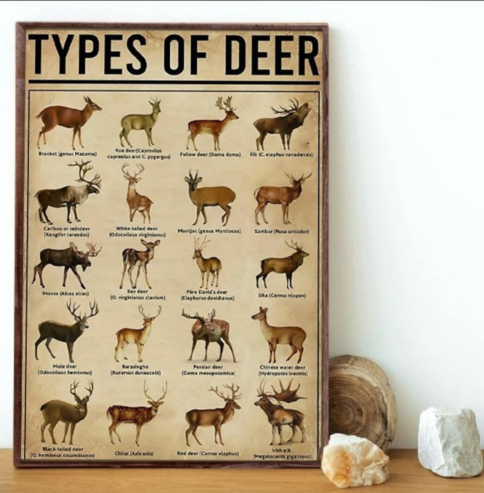 Types of Deer Poster Deer Knowledge Poster Wall Art Decor - Etsy