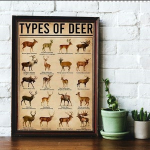 Types of Deer Poster, Deer Knowledge Poster, Wall Art Decor, Gift for ...