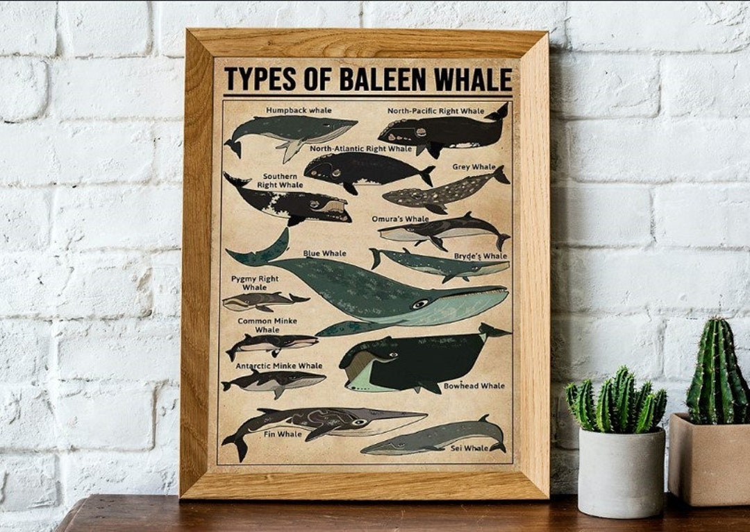 Types of Baleen Whale Poster Knowledge Poster Baleen Whale Poster Wall ...