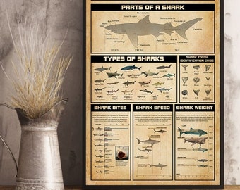 Shark Tooth Identification Chart