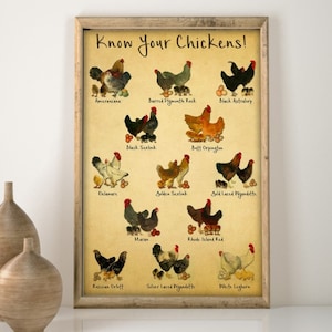 Know Your Chickens Poster, Animal Poster Wall Art, Chickens Poster ...
