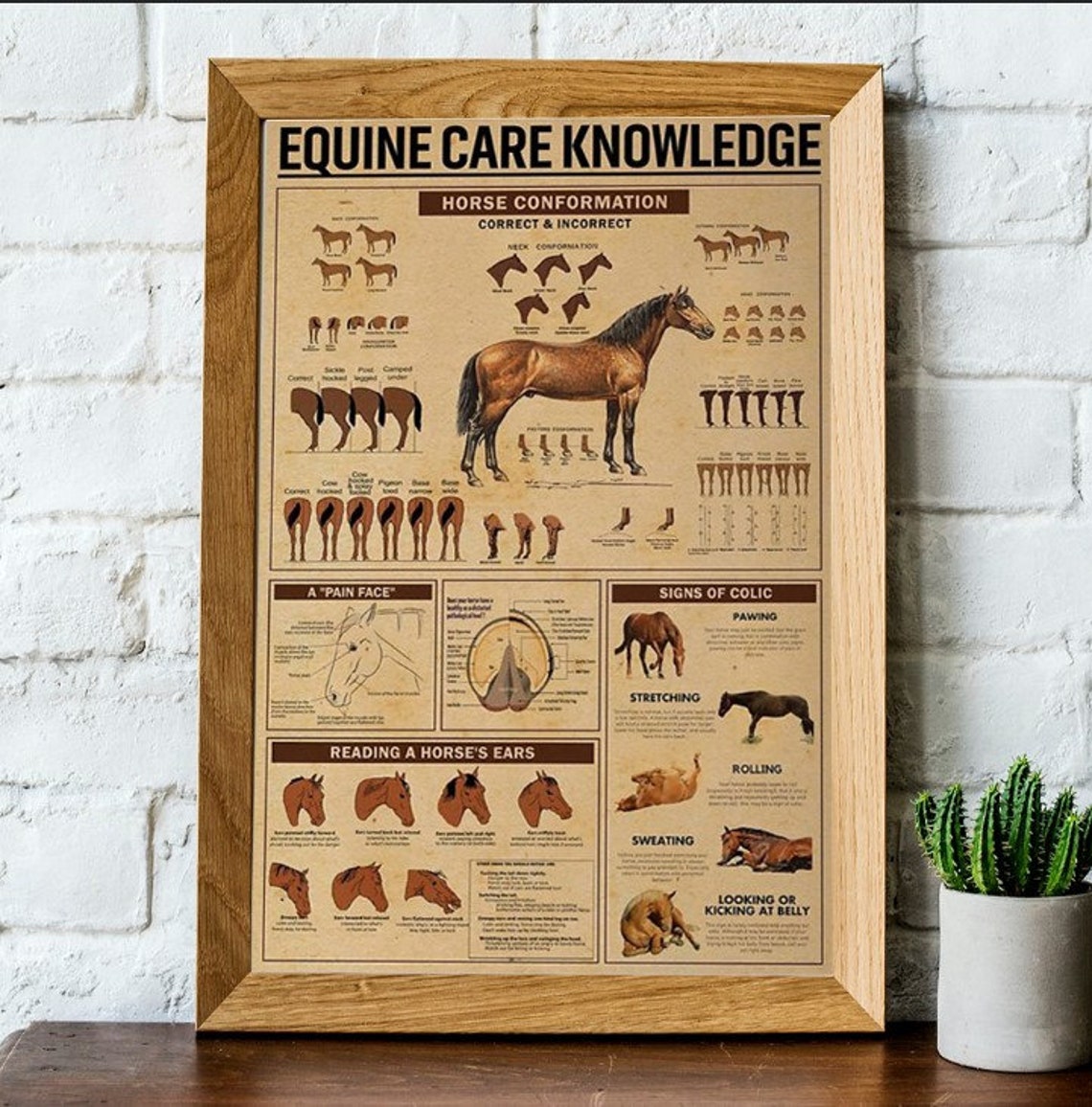 Equine Care Knowledge Poster Horse Conformationa Pain Face | Etsy