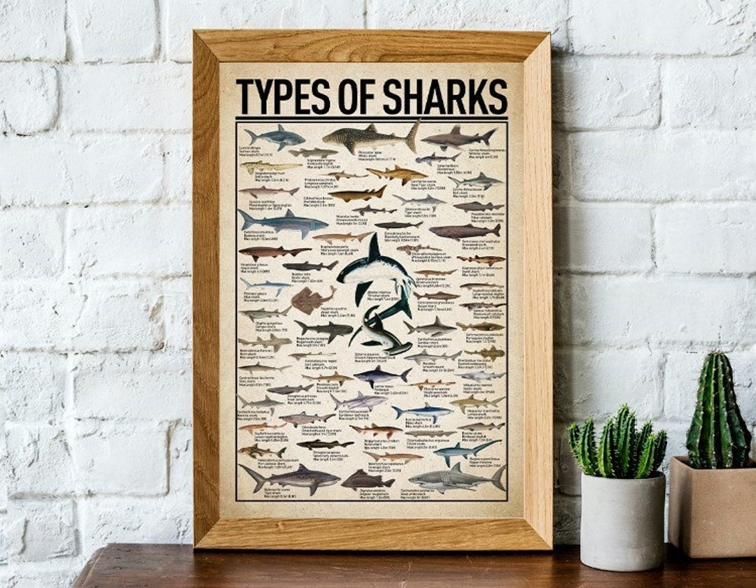 Knowledge Poster, Types of Sharks Poster, Wall Art, Home Decor, Poster ...