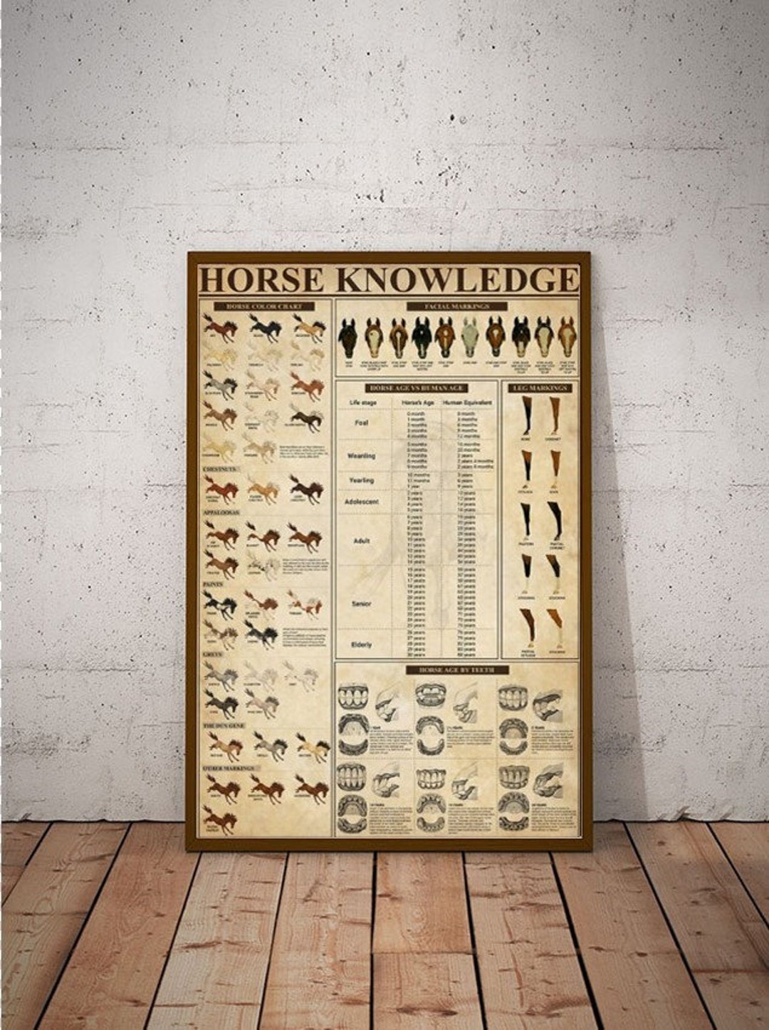 Horse Knowledge, Horse Color, Chart Horse Age Vs Human Age, Horse ...