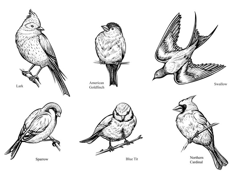 Bird Clipart - Floral Clipart - Vector Art - Wedding Clipart - Line ...