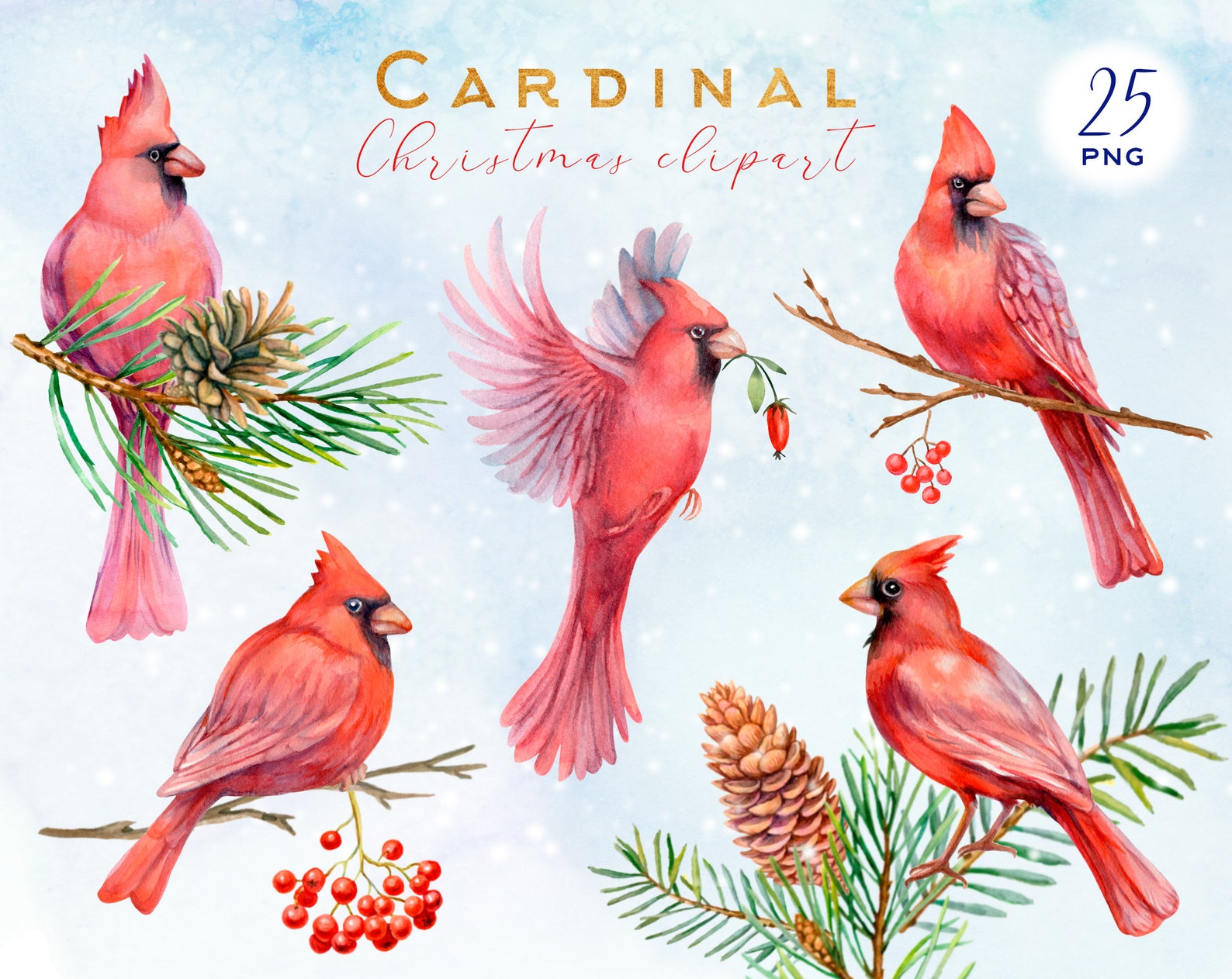 Cardinal Clipart Christmas Png Winter Watercolor Clip Art - Etsy