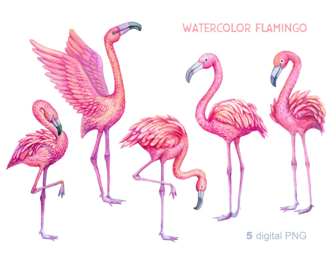 Pink Flamingo Clipart, Watercolor Digital Art. Hand Painted Flamingo ...