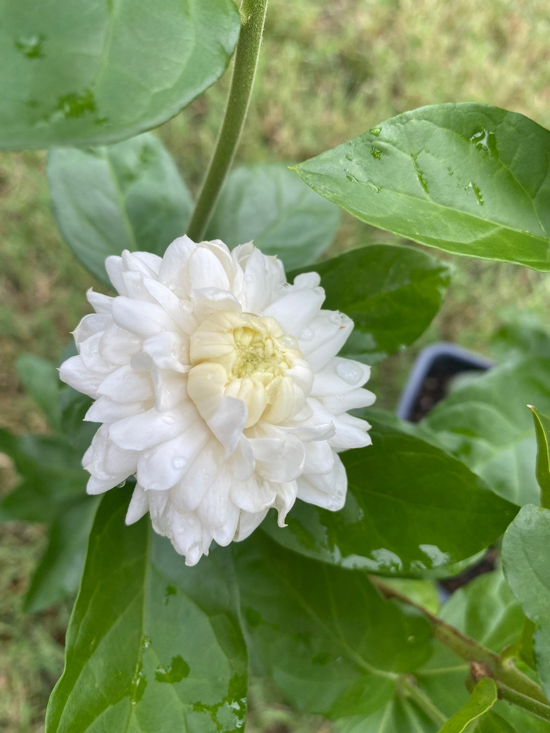 Jasmine Plant/grand Duke of Tuscany/jasminum Sambac No Shipping to CA ...