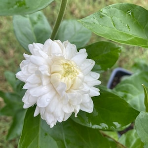 Jasmine Plant/grand Duke of Tuscany/jasminum Sambac( No Shipping to CA ...
