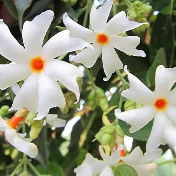 Tonkin Jasmine Plant - Etsy