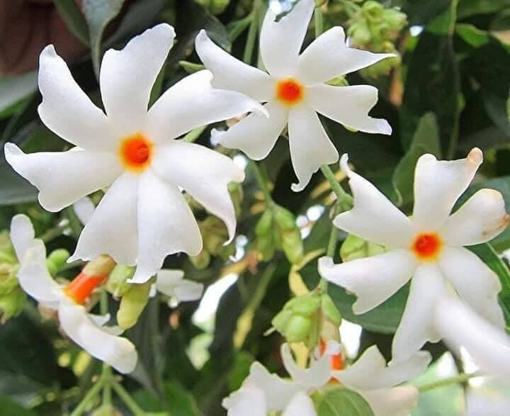 Shiuli Flower Png Clipart