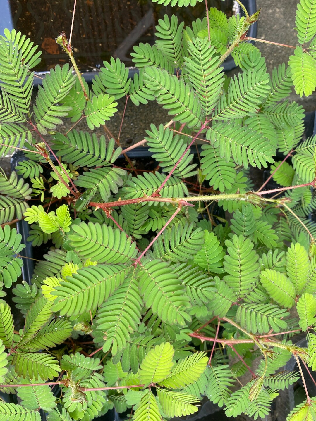 Sensitive Plant, Touch Me Not!!, Mimosa Pudica, ( No Shipping to CA ...