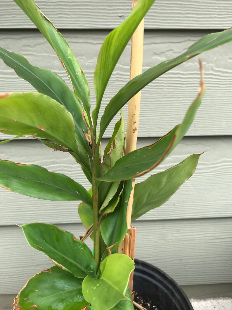 Green Cardamom/ Elachi Plant No Shipping to CA. - Etsy
