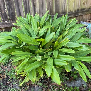 Green Cardamom/ Elachi Plant( No Shipping to CA.) - Etsy