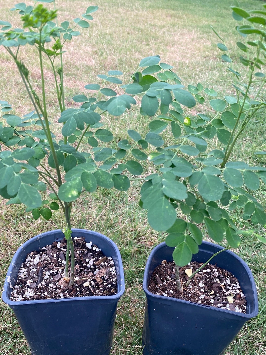 Super Food Moringa/ Oleifera Plants/drumstick Tree( No Shipping to CA ...