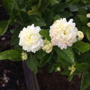 Jasmine Plant/grand Duke of Tuscany/jasminum Sambac( No Shipping to CA ...