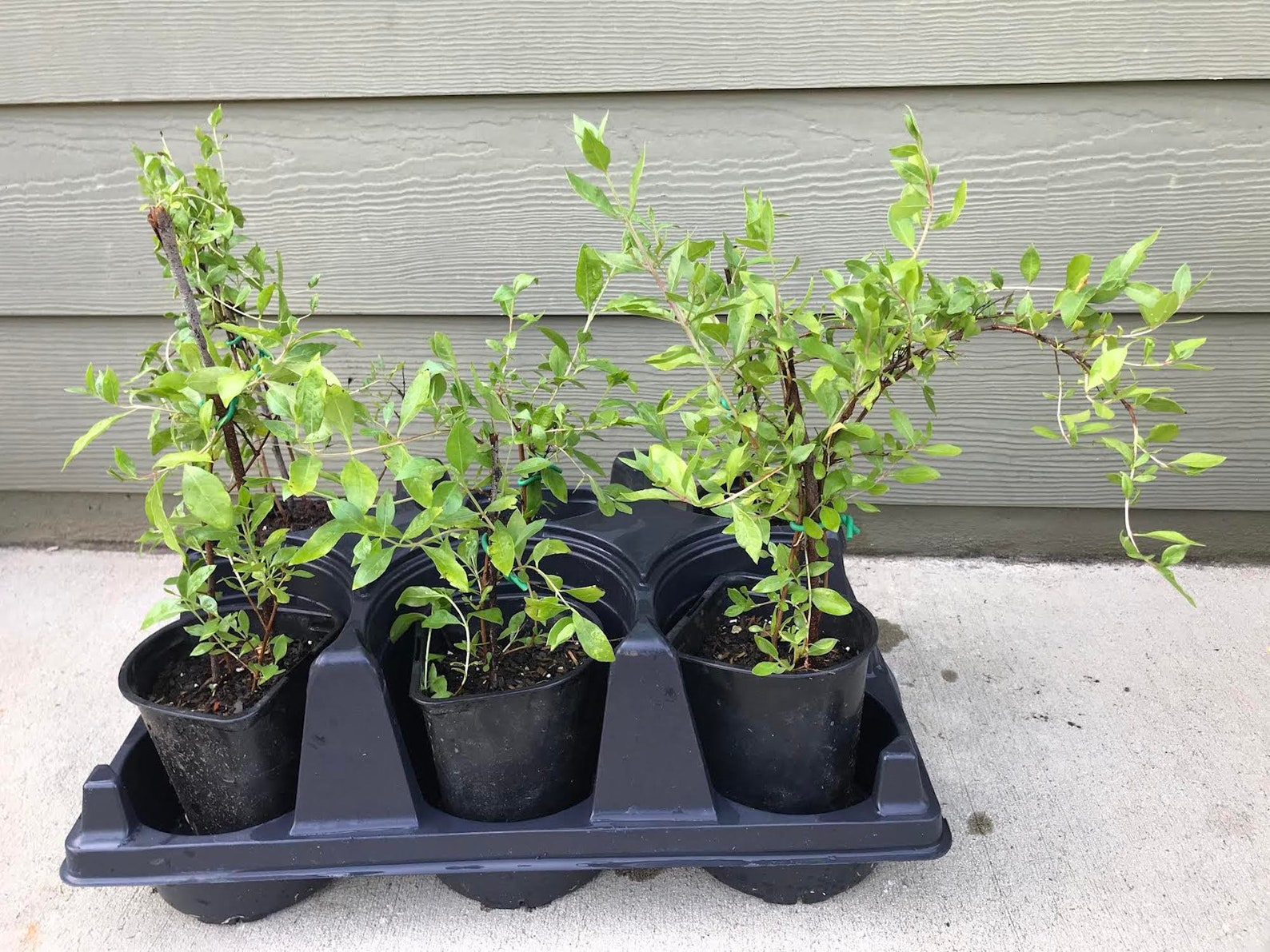 Live Henna Plant/ Lawsonia inermis/Hina | Etsy