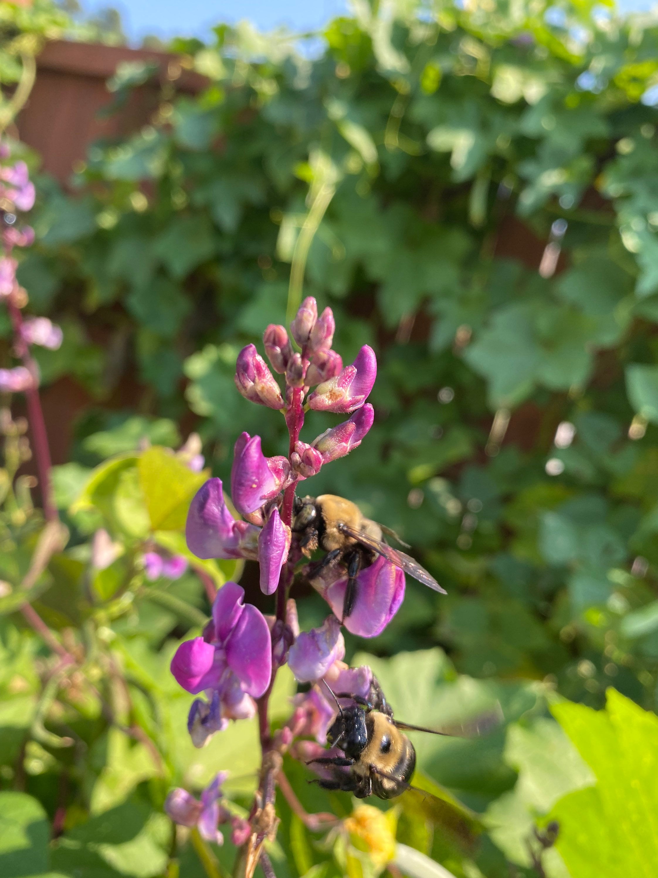 Rare Tropical Vegetable Seeds: Hyacinth Bean, Aswad Eggplant - Etsy
