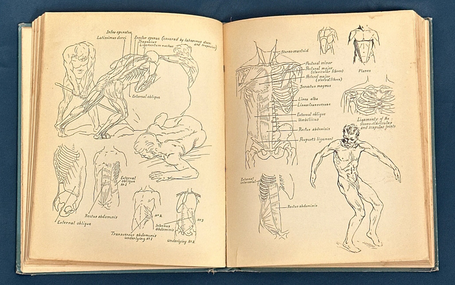 Vintage Art Book Anatomy and Drawing by Victor Perard 1933 - Etsy