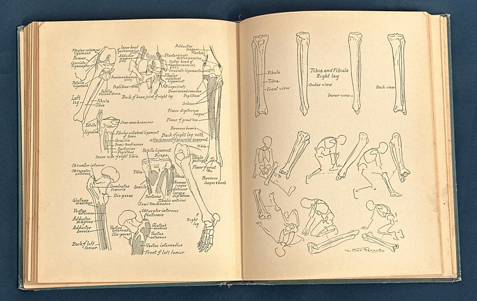 Vintage Art Book Anatomy and Drawing by Victor Perard 1933 - Etsy