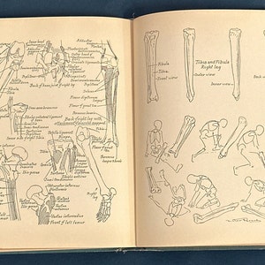 Vintage Art Book Anatomy and Drawing by Victor Perard 1933 - Etsy