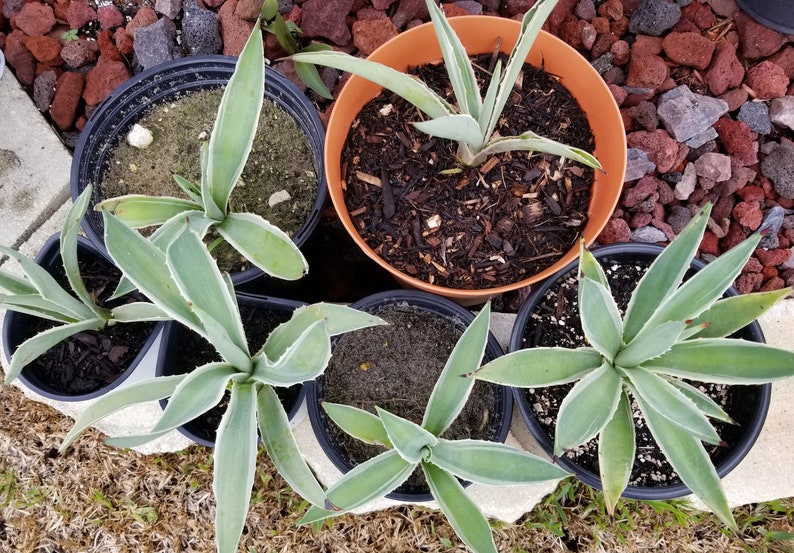 CARIBBEAN AGAVE (agave Angustifolia) 4"-6" Tall Rooted Pups - Etsy