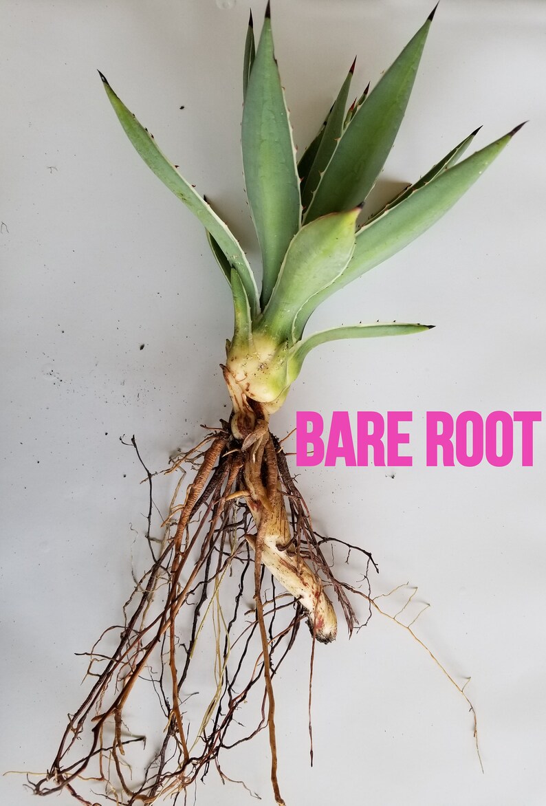 CARIBBEAN AGAVE (agave Angustifolia) 4"-6" Tall Rooted Pups - Etsy
