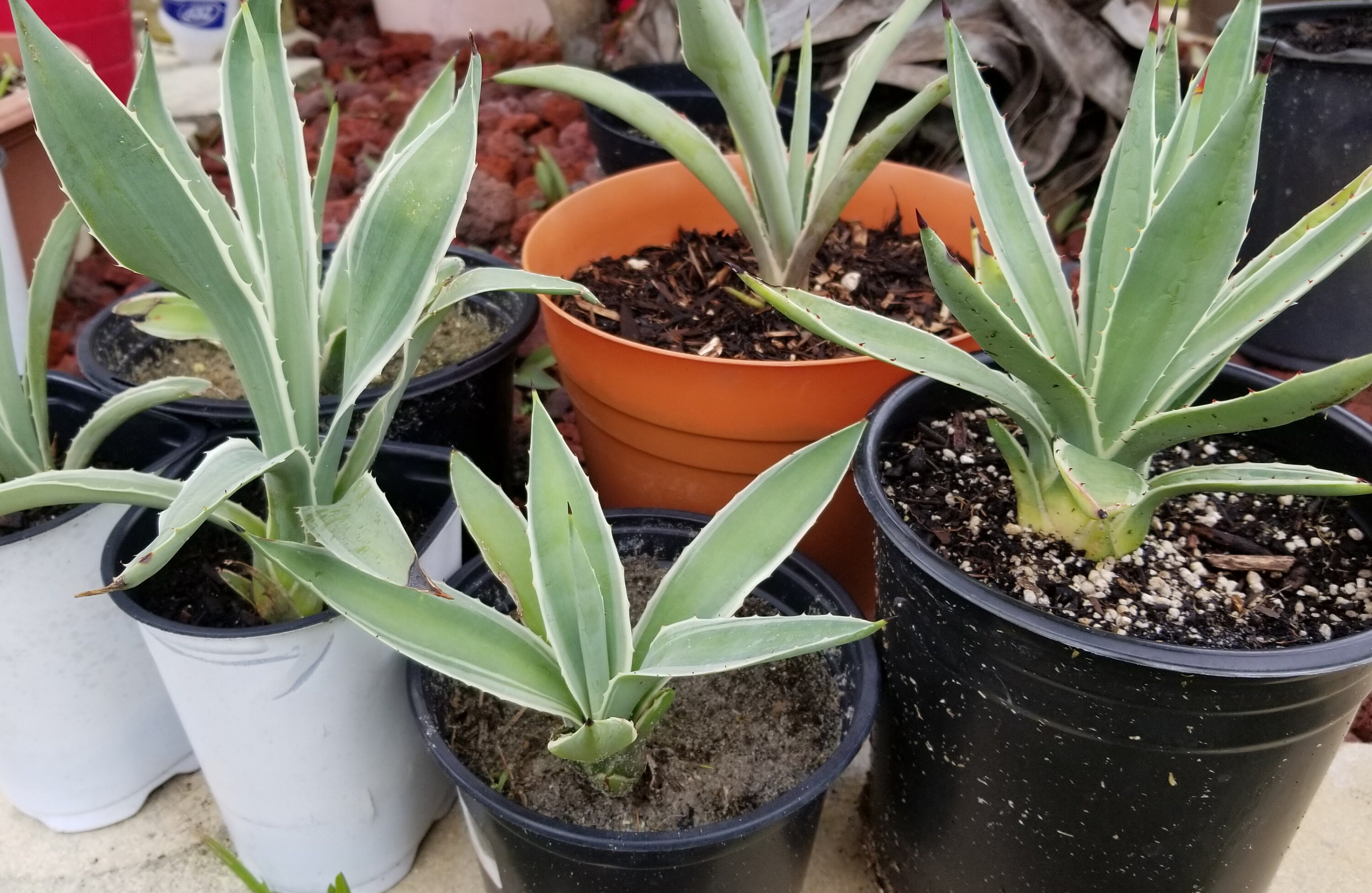 CARIBBEAN AGAVE (agave Angustifolia) 4"-6" Tall Rooted Pups - Etsy