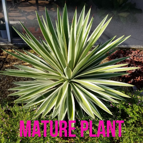 CARIBBEAN AGAVE agave Angustifolia 46 Tall - Etsy