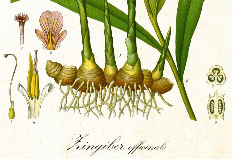 Ginger Printable Wall Art, Antique Botanical Ginger Herb Poster ...