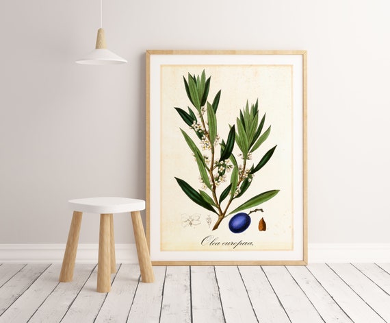 Wall Décor Olive Tree Print Vintage Botanical Printable Home & Living ...