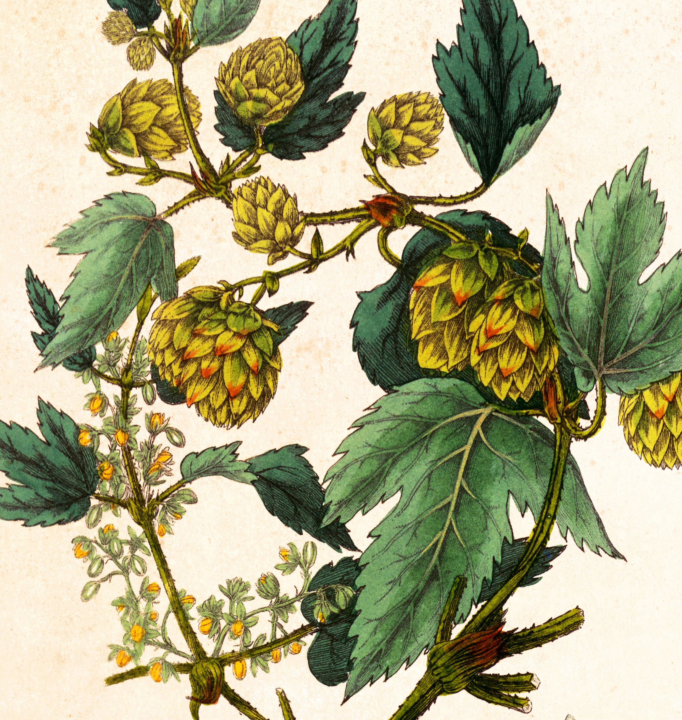 Hop Printable Wall Art, Vintage Botanical Humulus Lupulus Illustration ...