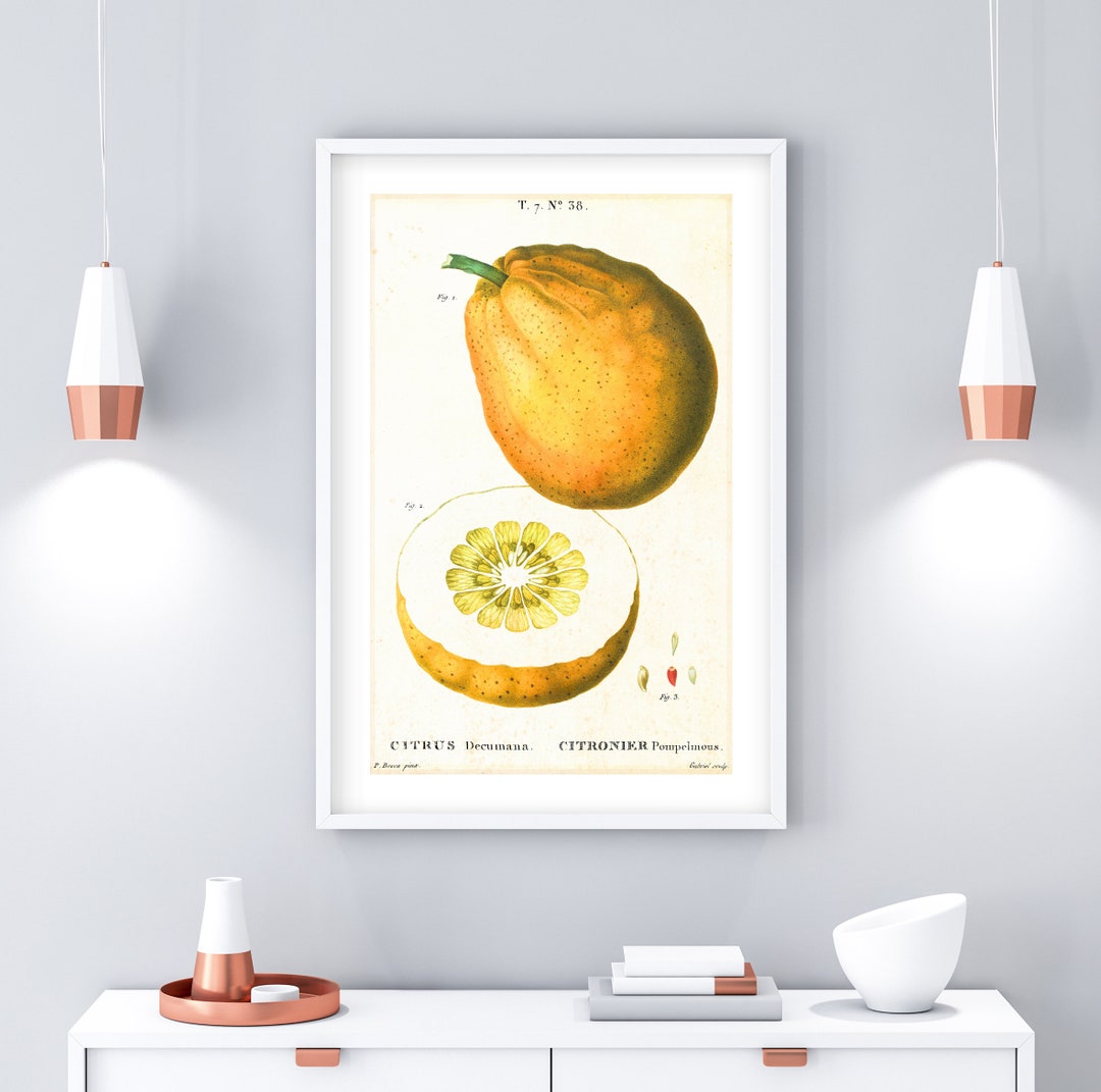 Citrus Pomelo Printable Wall Art, Vintage Botanical Citrus Fruit Poster ...